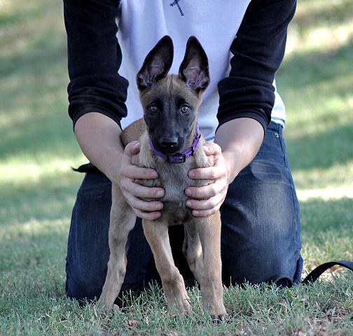 Critical Canine - Dog Training Specialist in North Texas